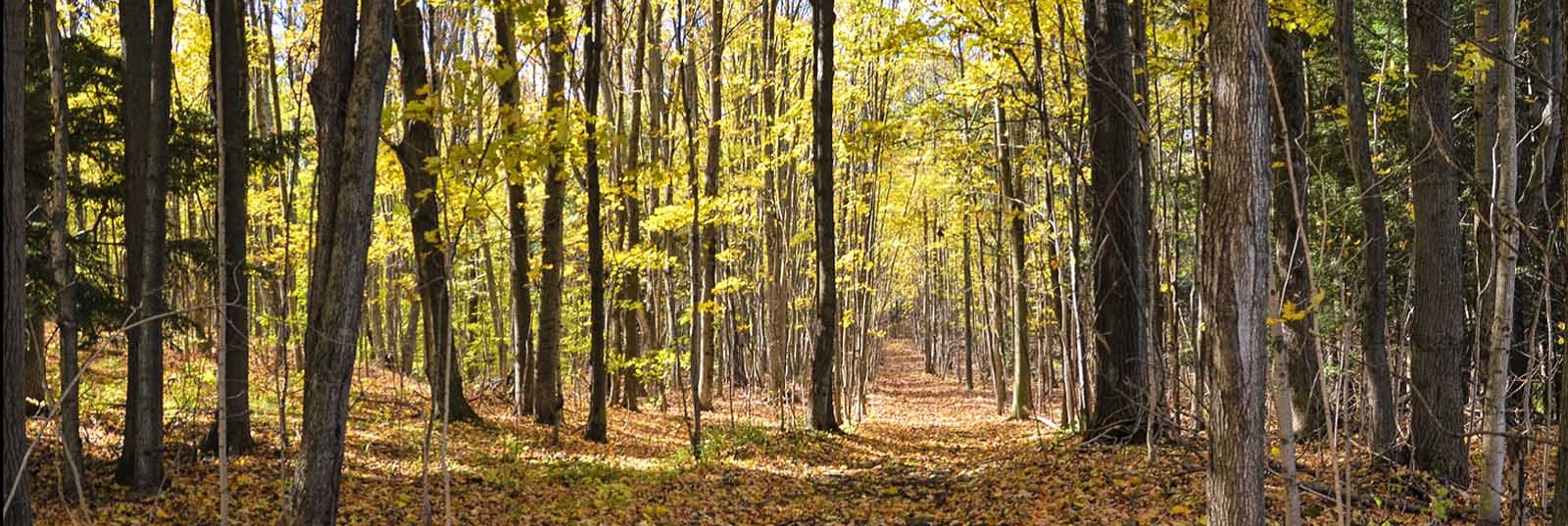 Membership - QUAD Niagara